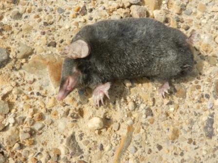 Fauna de Tineo y Salas: Topo ibérico