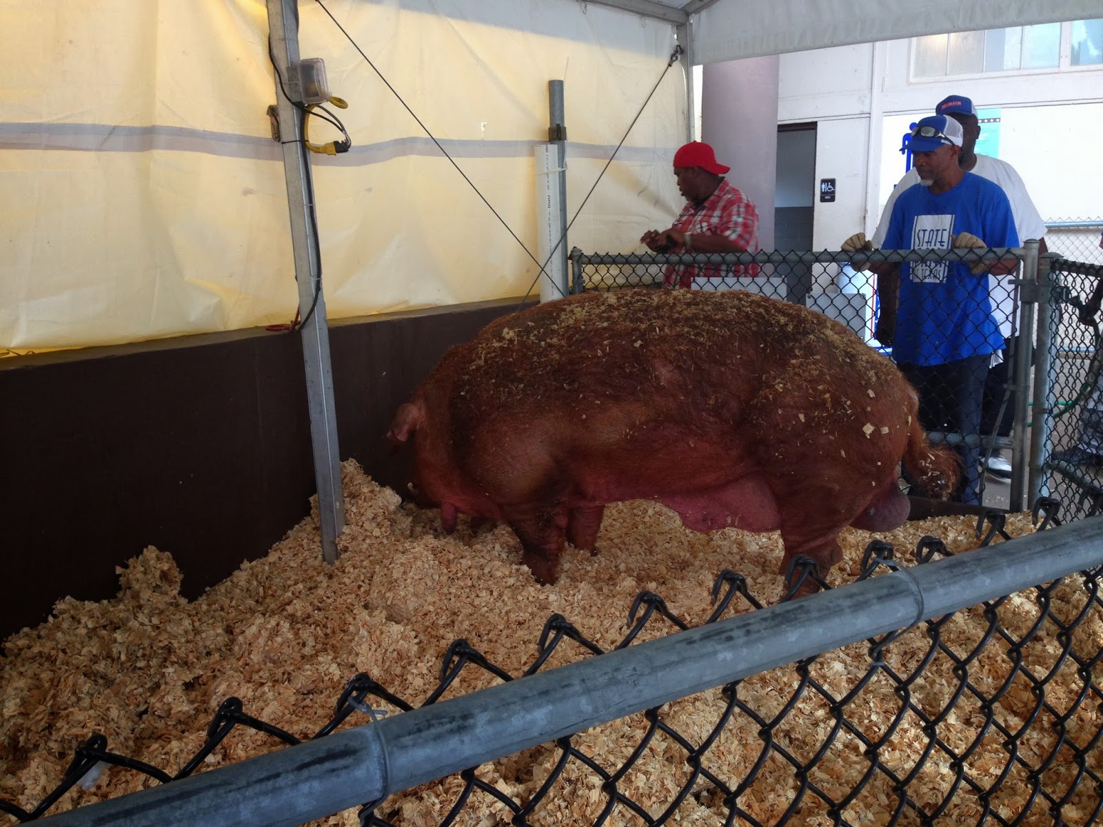 State Fair of Texas 2013: Prize Winning Hog at Texas State Fair 2013