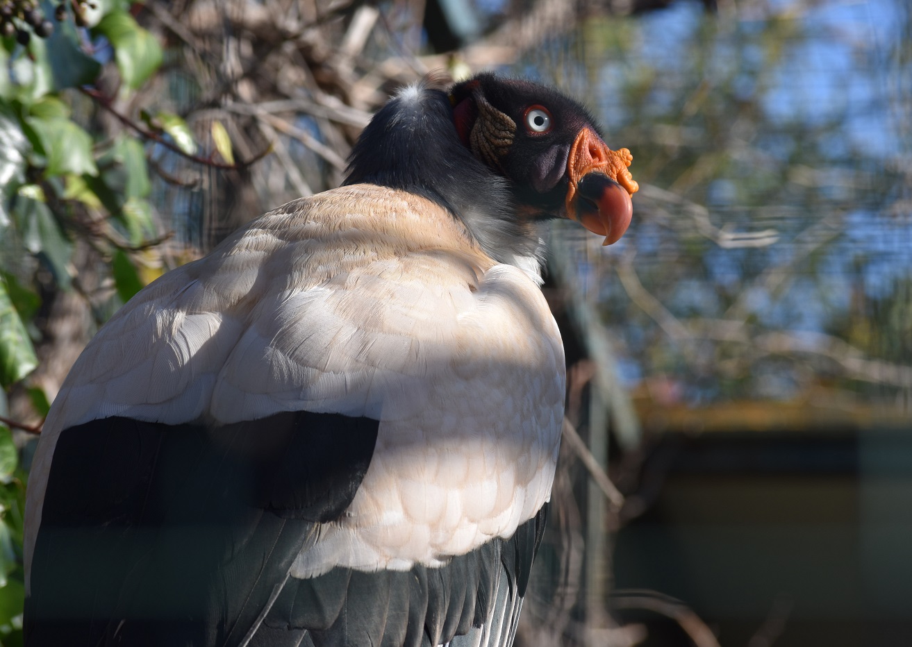 ZOOTOGRAFIANDO (6.100 ANIMALS): ZOPILOTE REY / KING VULTURE ...