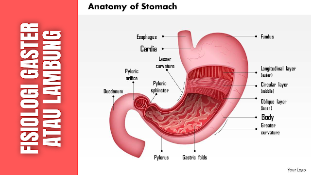 Fisiologi Gaster atau Lambung Manusia Dan Fungsi Lambung - Anatomi Tutorial