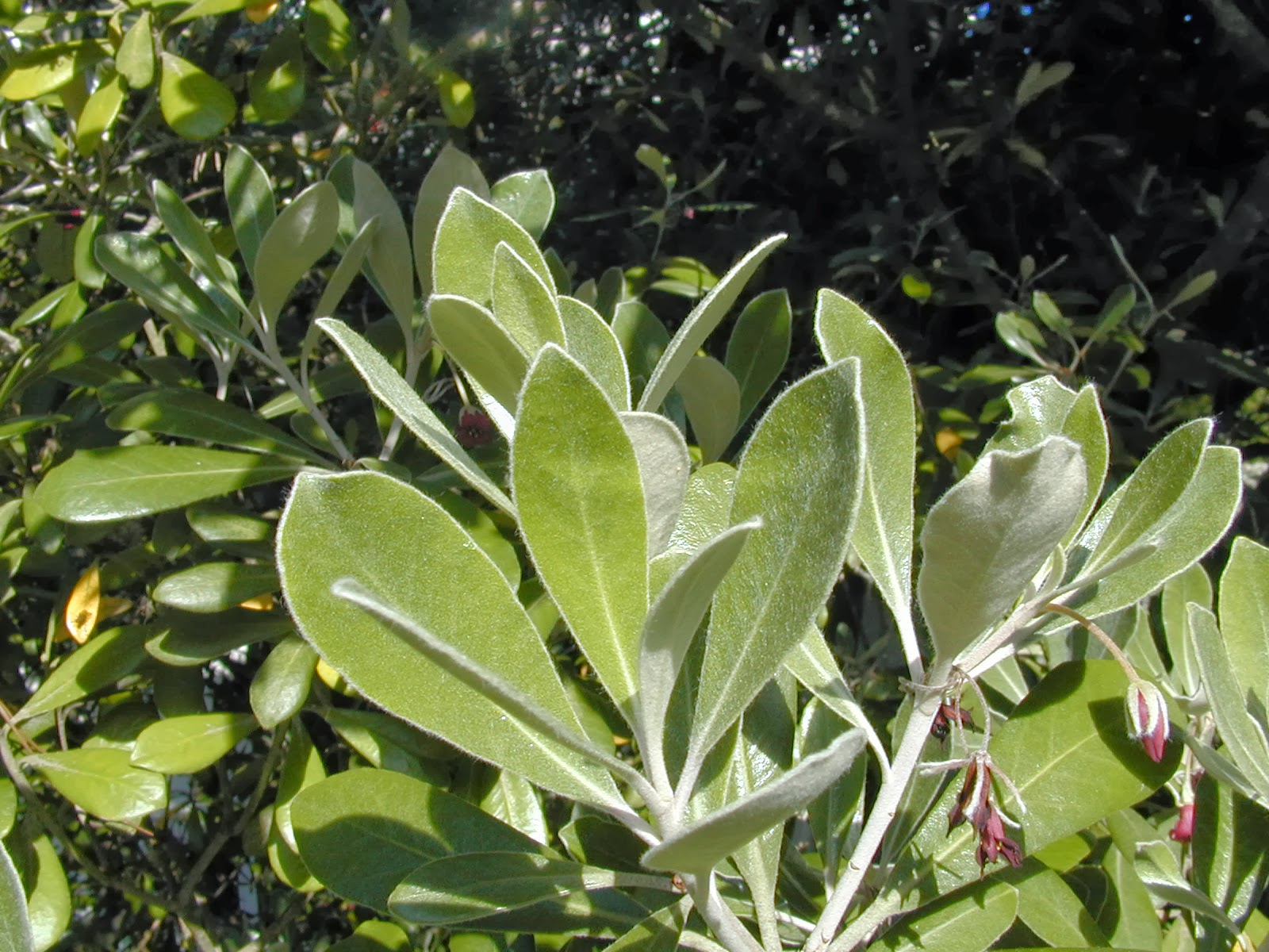 Trees of Santa Cruz County: Pittosporum crassifolium - Karo