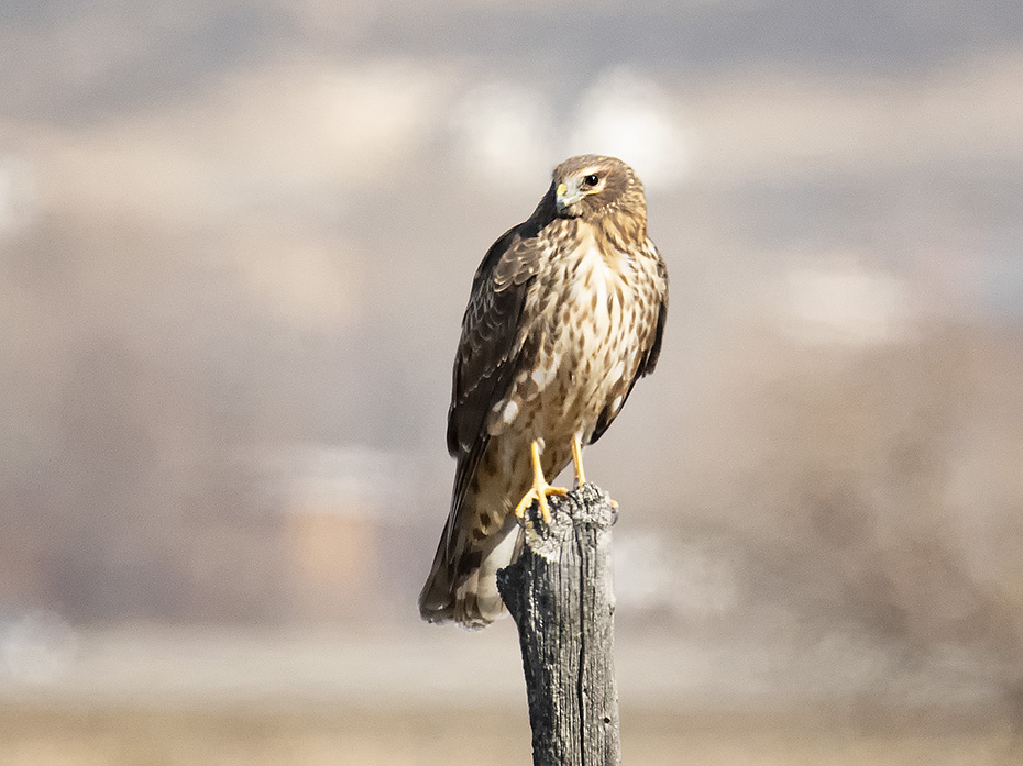 My Big Little World : Juvenile Northern Harrier