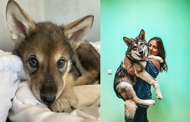 White Wolf : Abandoned wolf pup adopted by a Russian woman now live ...