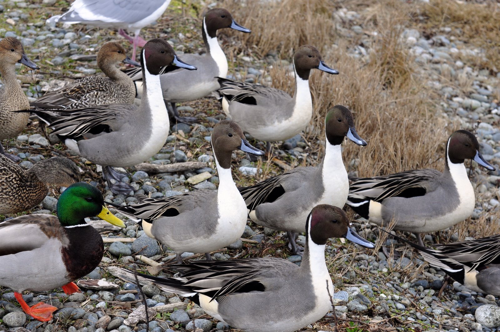 Seeing Beyond: A Gaggle of....