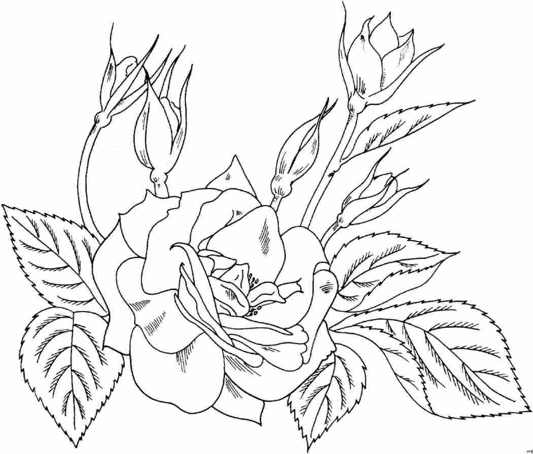 rosas para dibujar : rosas para dibujar