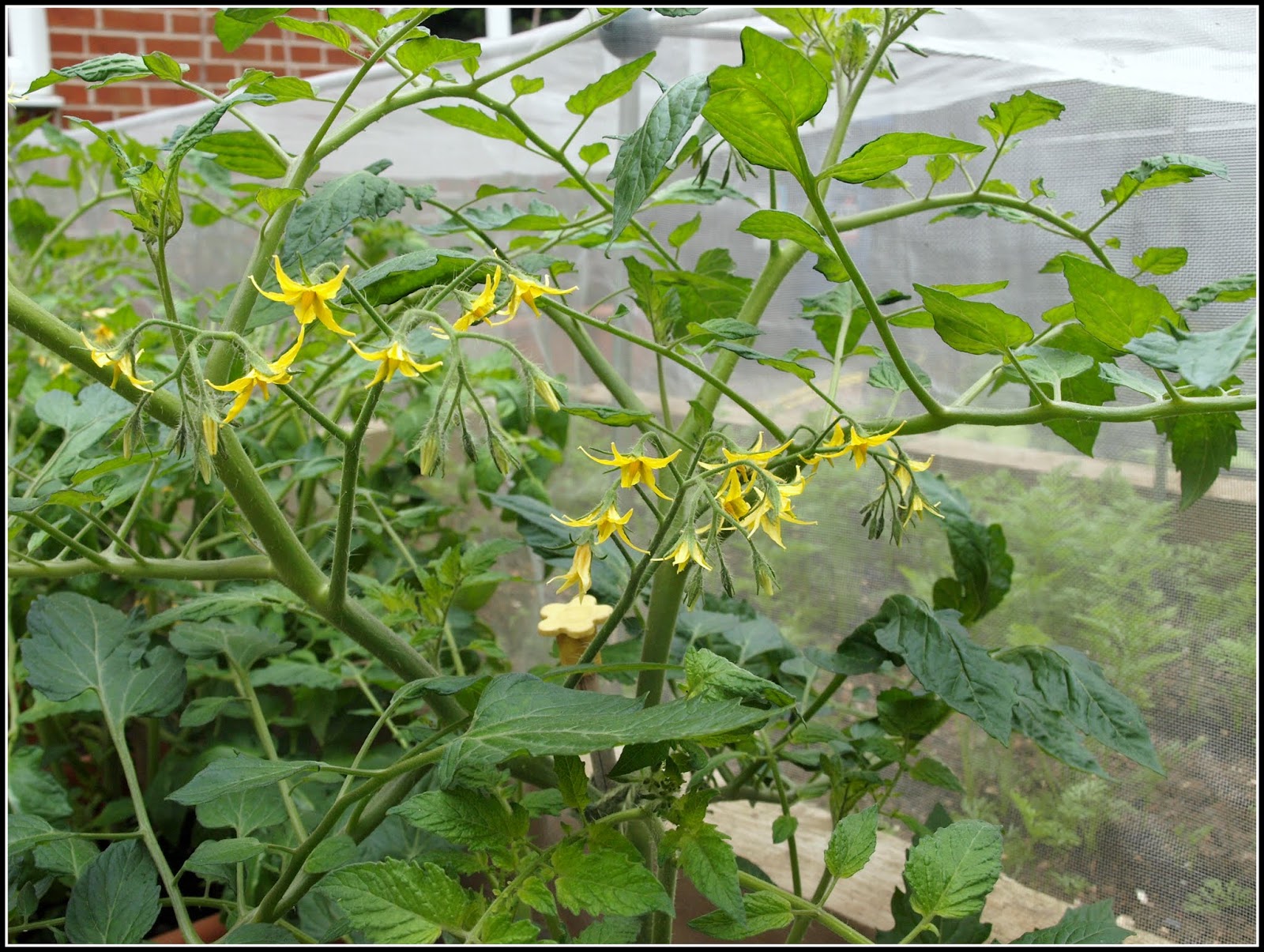 Mark's Veg Plot: Dull and gloomy - good or bad?