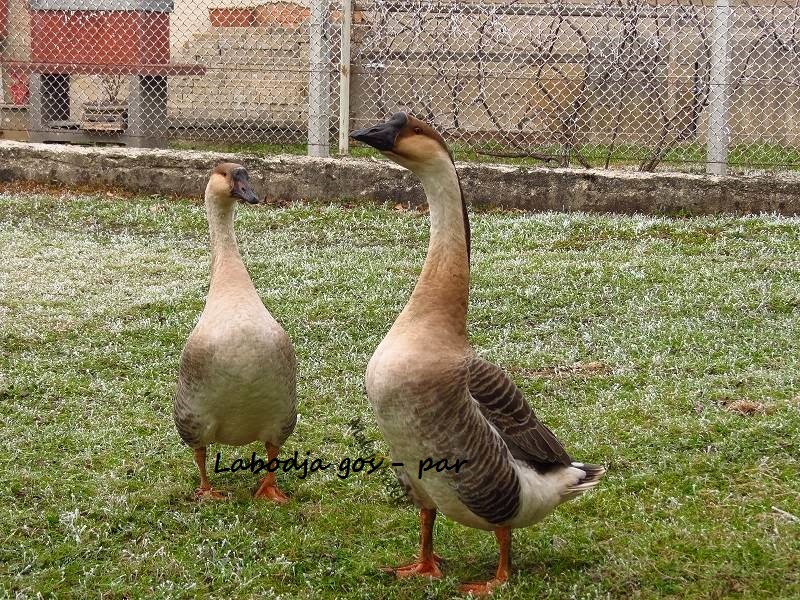 Sussex kokoši, Australorp kokoši, Chabo kokoši: LABODJA GOS