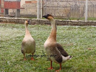 Sussex kokoši, Australorp kokoši, Chabo kokoši: LABODJA GOS