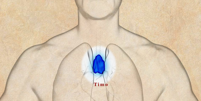 Órganos primarios del Sistema Inmunitario