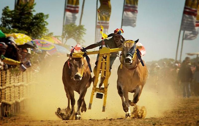 the unique cultures in indonesia: Karapan Sapi (cow race)