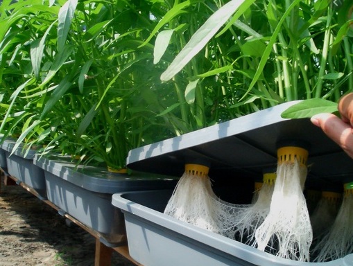 Anim Agro Technology: JENIS MEDIA TANAMAN HIDROPONIK (Part 1)