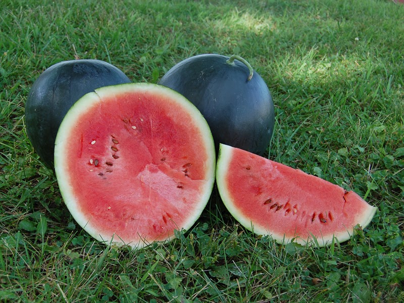 Eaton Rapids Joe: Watermelon