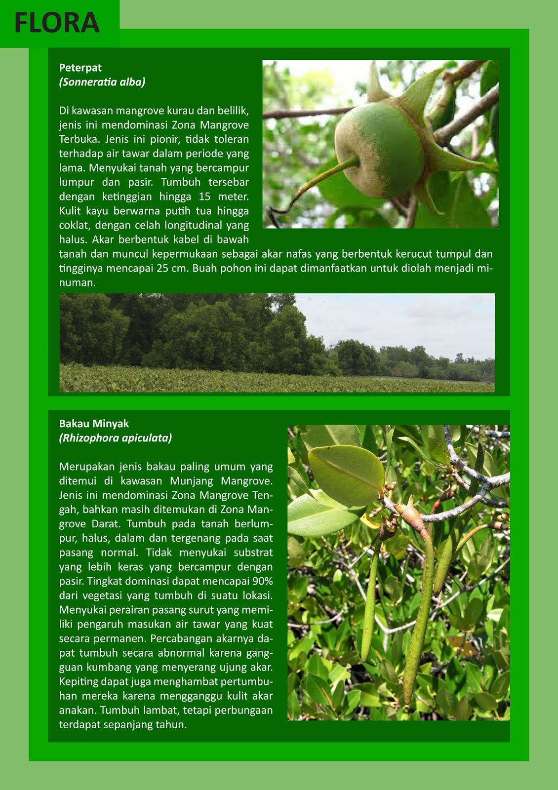 EKOWISATA MUNJANG MANGROVE: Flora