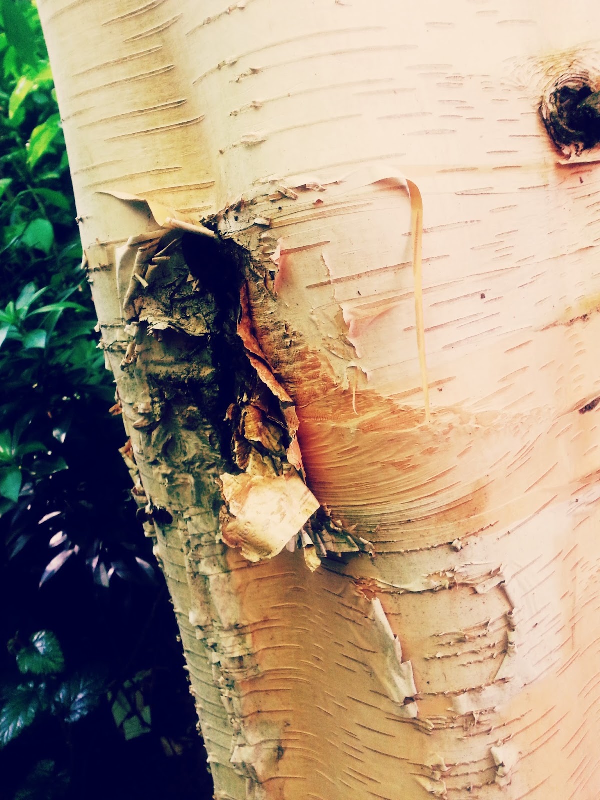 Beautiful rubbish:: Our peeling skins: on friendship and the Everlasting