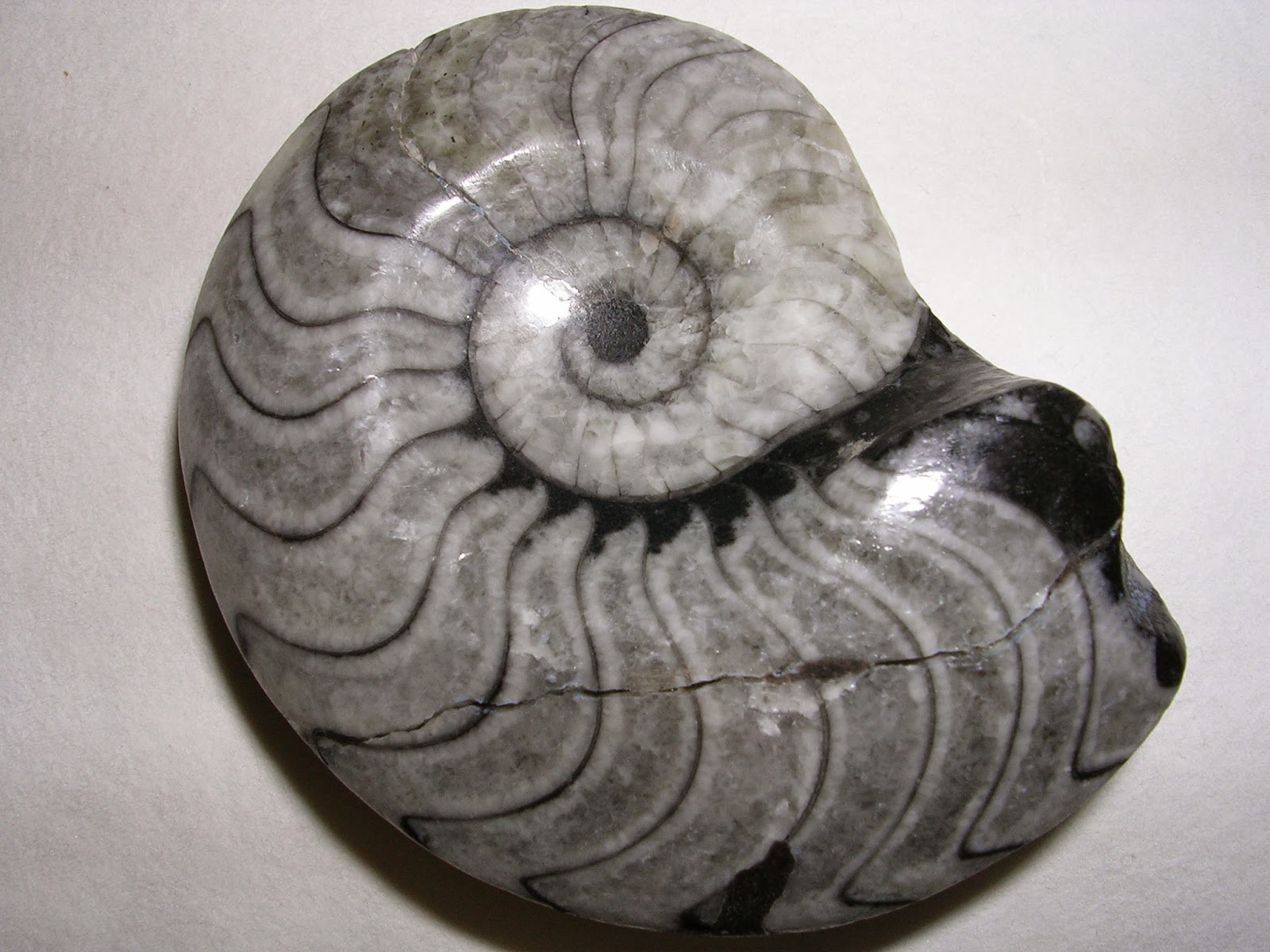 aulabiogeotoni: 1º BACHILLERATO. GALERÍA DE FÓSILES