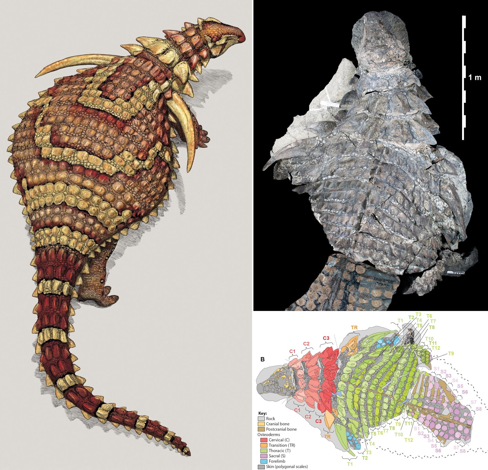 Species New to Science: [Paleontology • 2017] Borealopelta ...