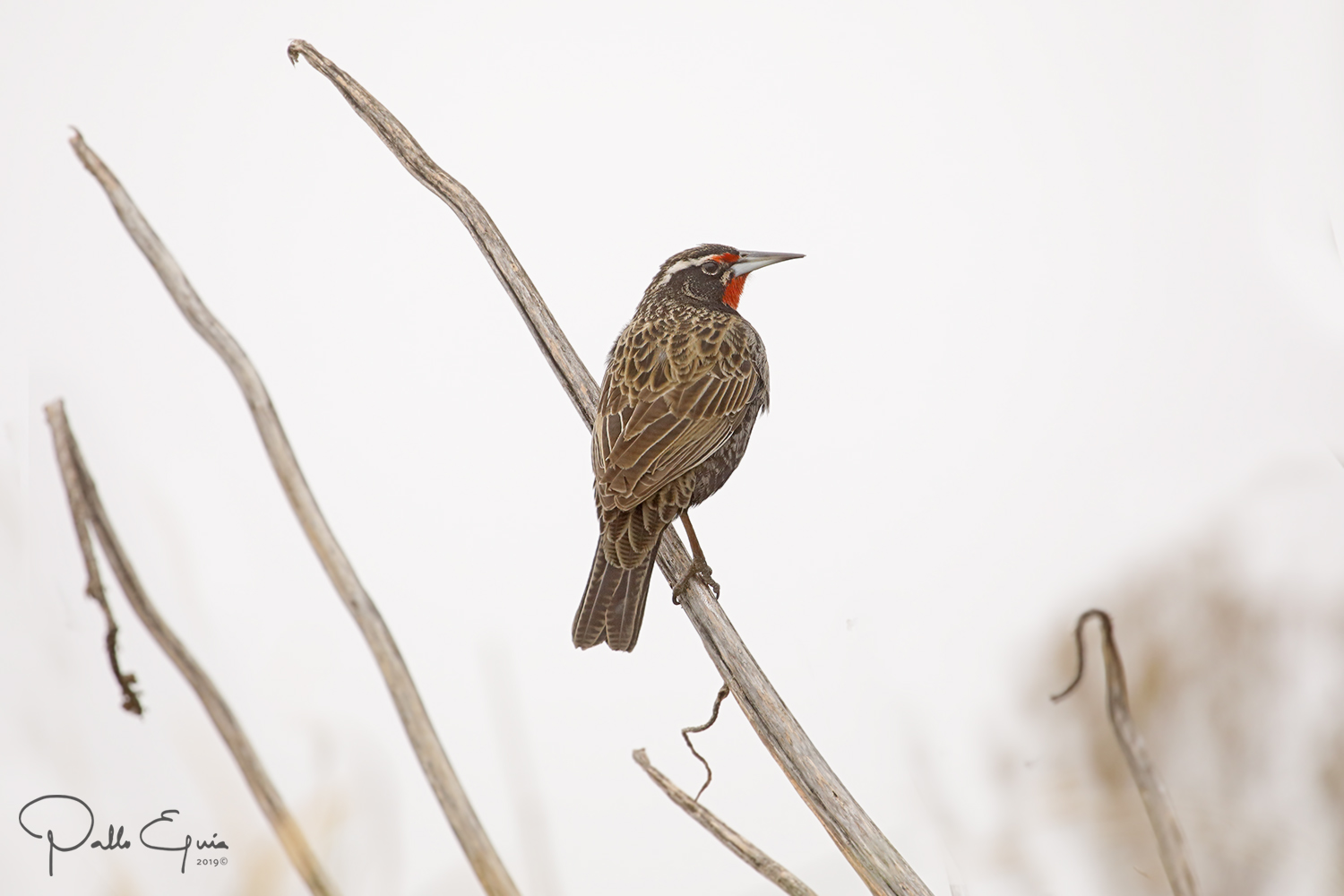 mis fotos de aves: Leistes loyca Loica Long-tailed Meadowlark