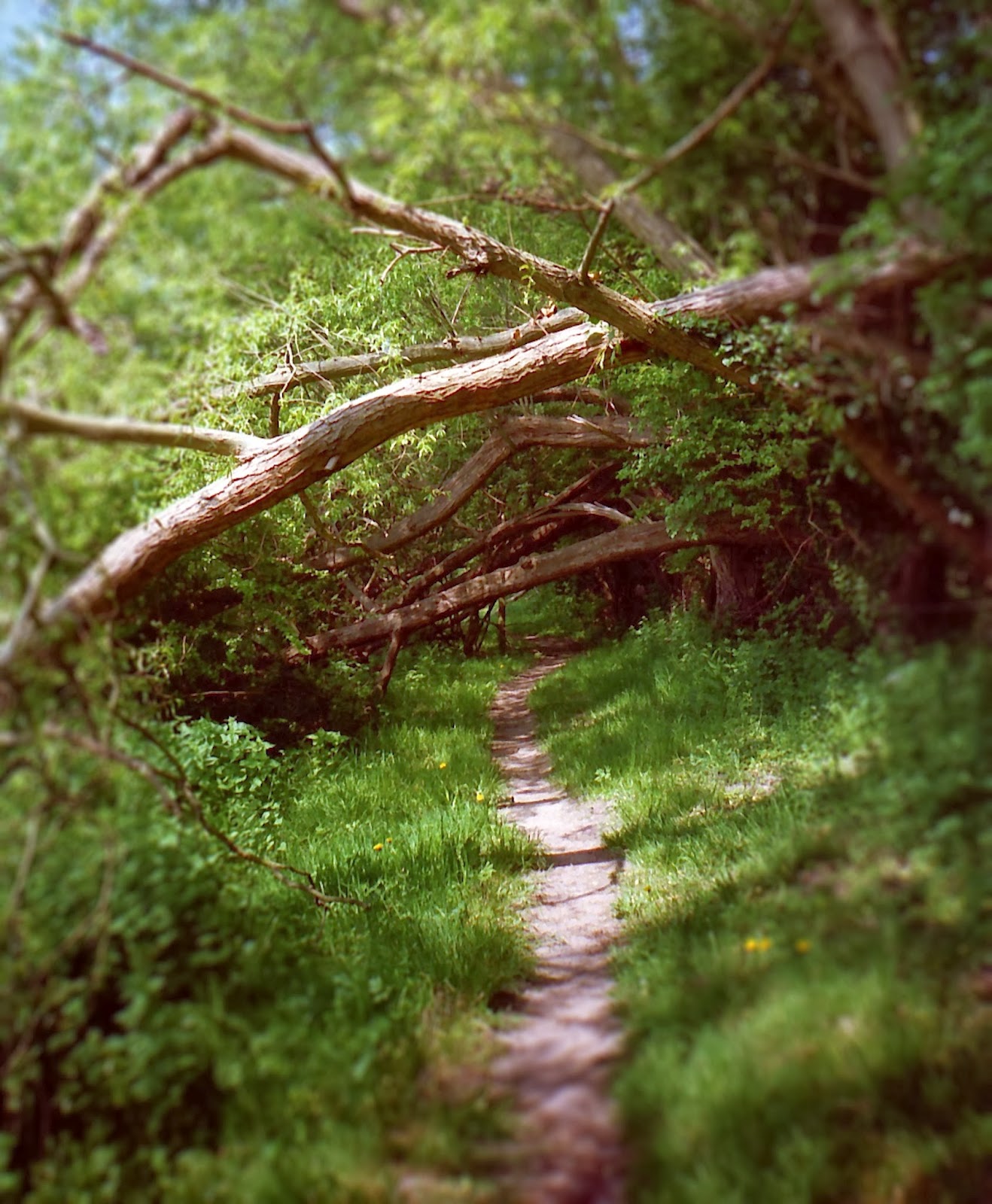 COTSWOLDS CASCADE: BLOCKED PATHWAY