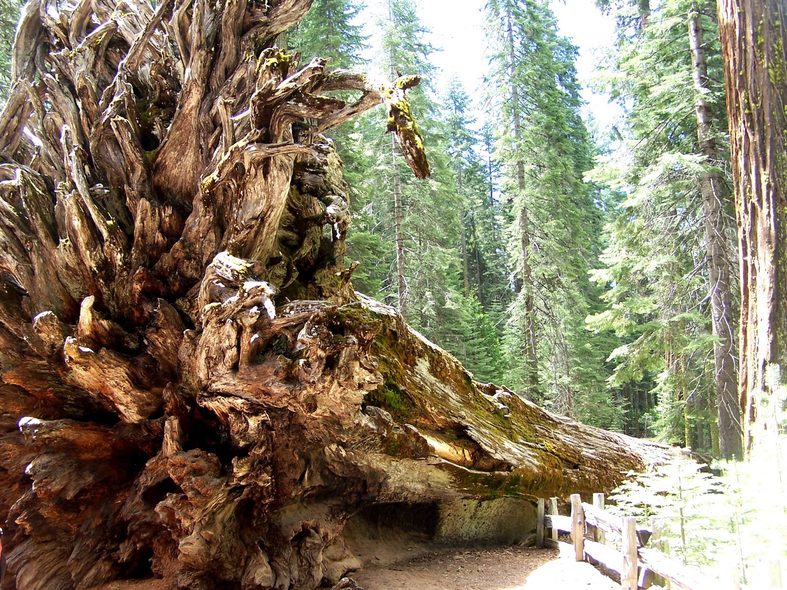 The Natural World: The Magic of Mariposa Grove