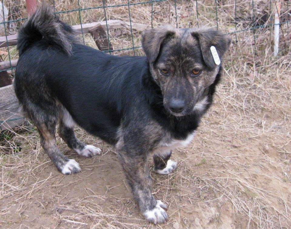 Romanian stray dogs: Dudu,metis 2 years old