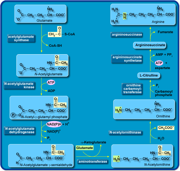 World of Biochemistry (blog about biochemistry): Metabolic map on the ...