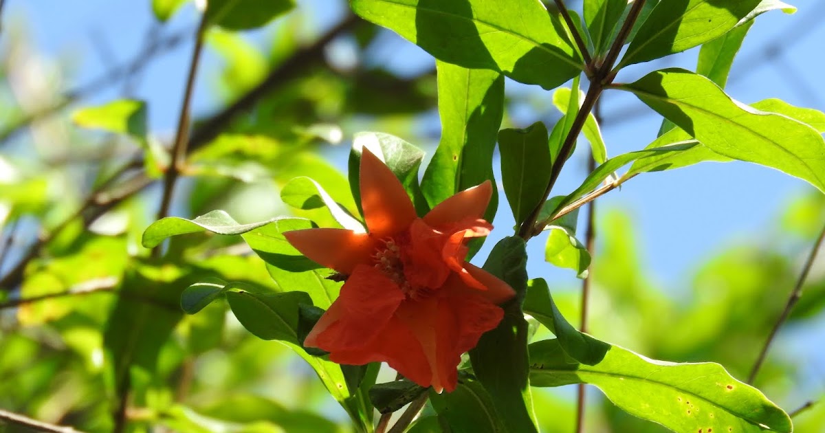 FRUTAS DE LA REGIÓN DE TIERRA CALIENTE EN EL SURESTE DE MÉXICO ~ Tierra ...