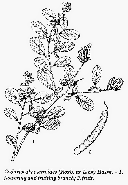 Flora de Puerto Rico Ilustrada Papo Vives: FABOIDEAE DESMODIUM DE UNA ...