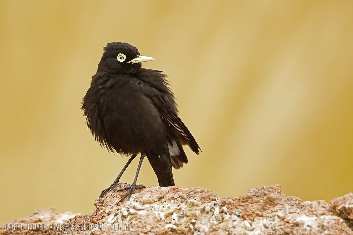 mis fotos de aves: Hymenops perspicillatus Pico de Plata Spectacled Tyrant
