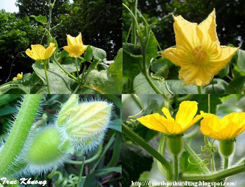 Vuon Duoc Thao: Bí đao sáp - Courge cireuse