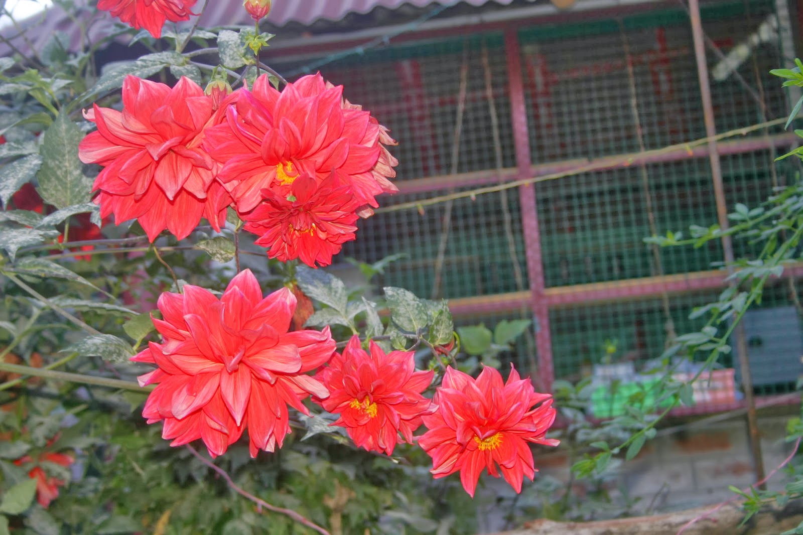 Butterflies and Bees of the Indian Himalayas : FLOWERS!