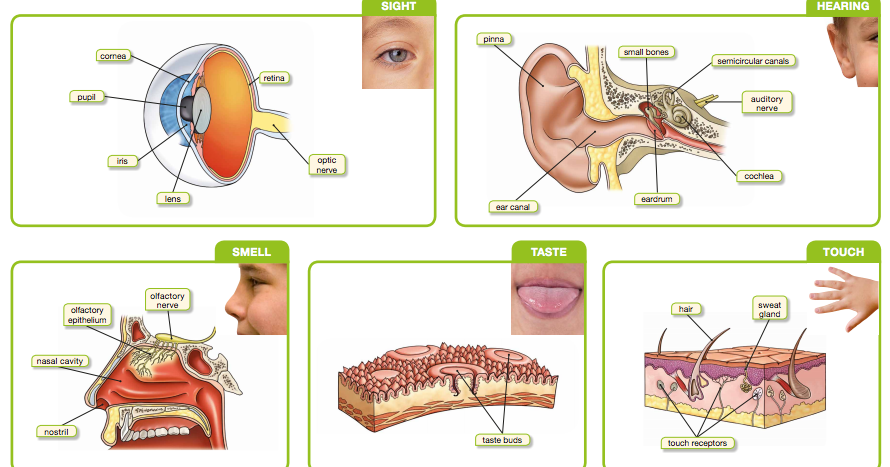 The Scientikids 2019: Seguimos aprendiendo el funcionamiento de los 5 ...