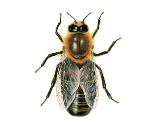 Reina, Obrera y Zángano