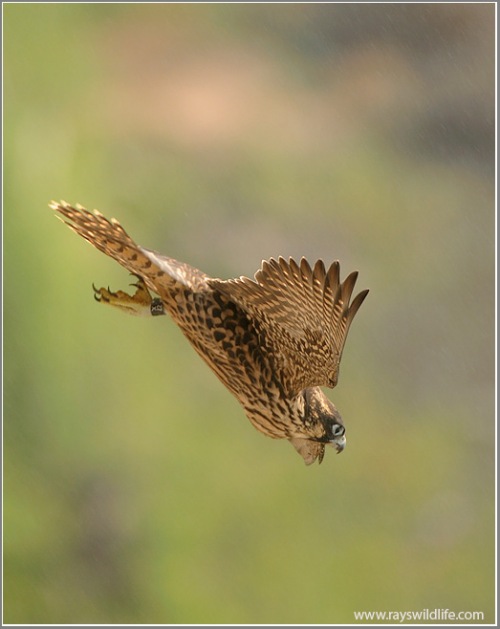 Voiajori&Ornament: Soimul Calator...