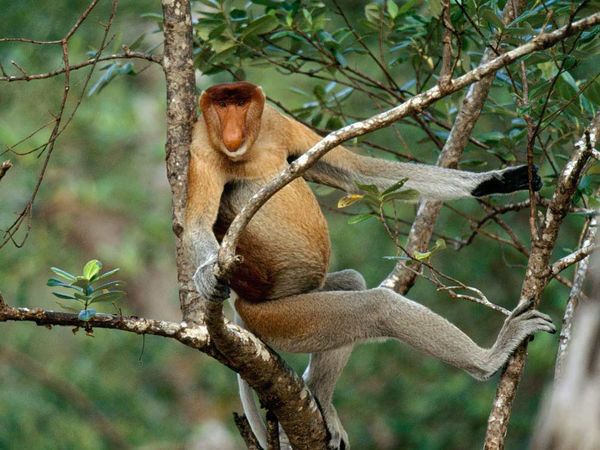 whirls and twirls around the world: Malaysia crafts: Proboscis Monkey ...