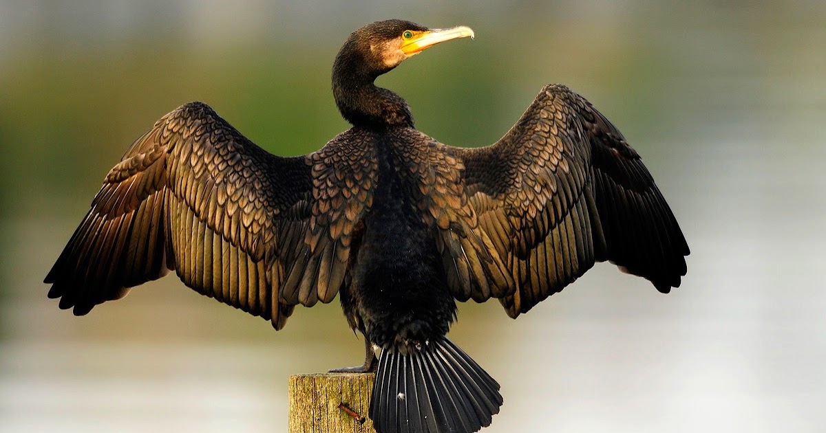 La Rioja Natural: Cormorán grande