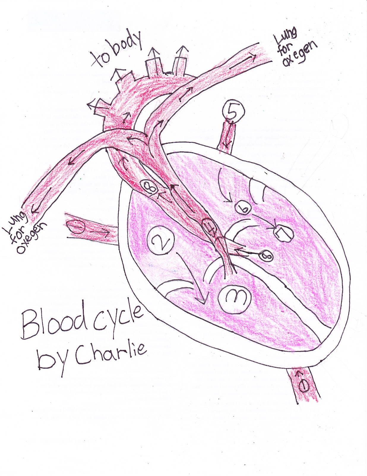 Coach Jen Ng: BLOOD CYCLE illustrated by CHARLIE