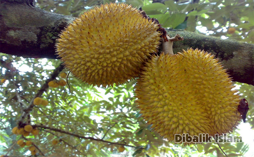KETIBAN DURIAN RUNTUH INCLUDE POHONNYA