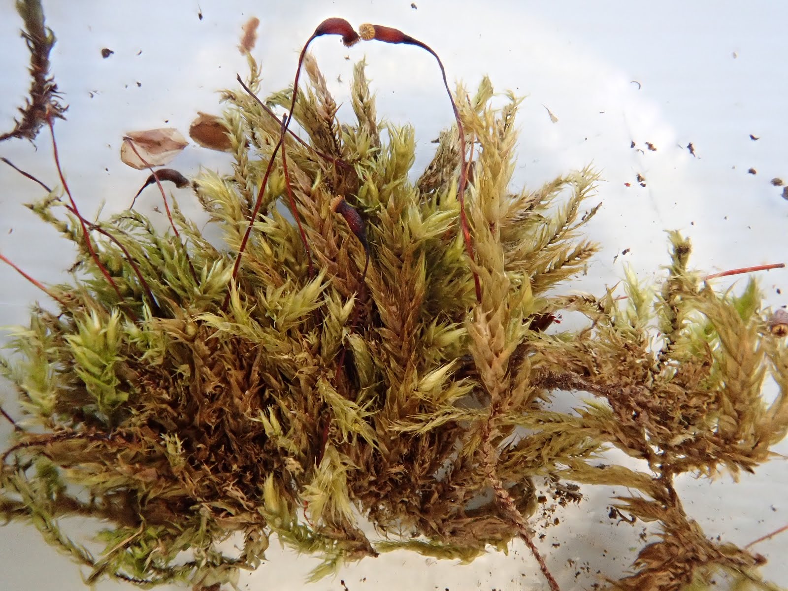 South Wales Bryophytes: Confusing Brachythecium - well, to me anyway.