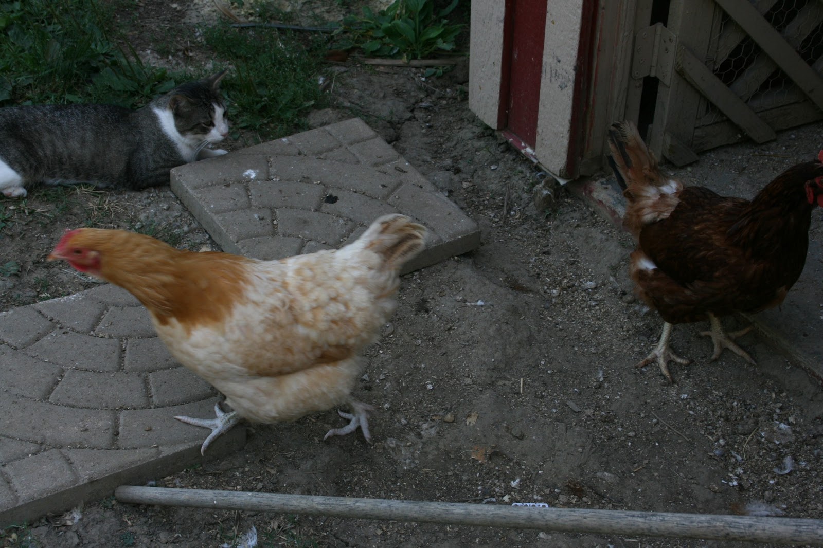 JOY Unspeakable: quirky chickens {free-range problems}