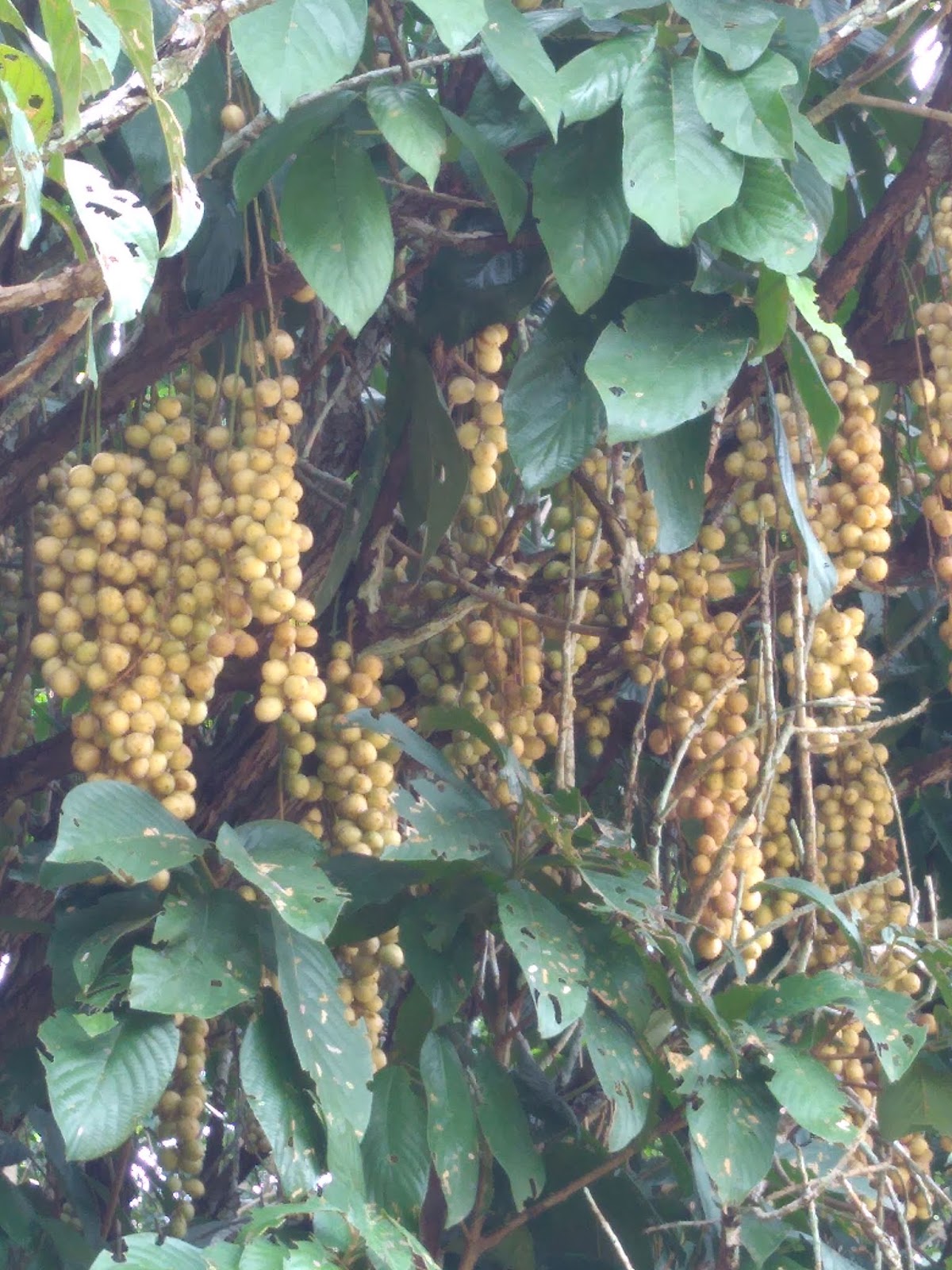 namakucella: BUAH RAMBAI