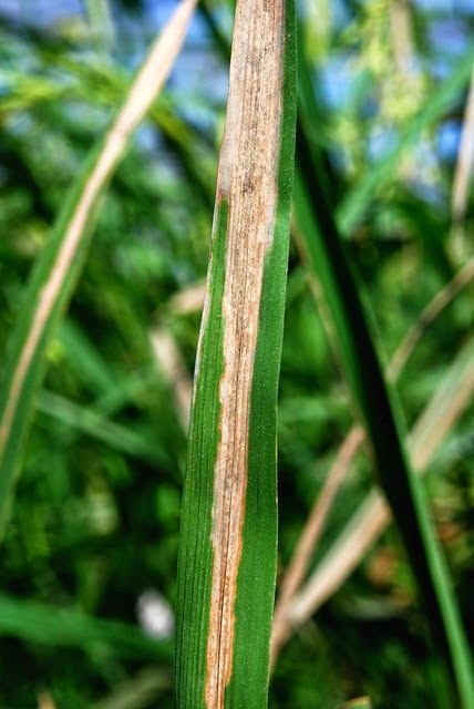 Nature and Farming: Rice Disease: Bacterial blight