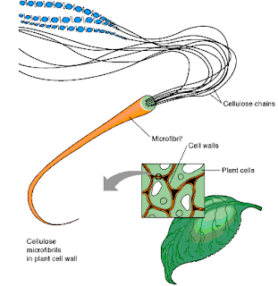 LA CELULOSA (DIGESTION DE LOS BOVINOS).: IMPORTANCIA DE LA CELULOSA.
