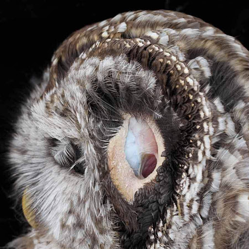 EL BÚHO REAL (Bubo bubo)