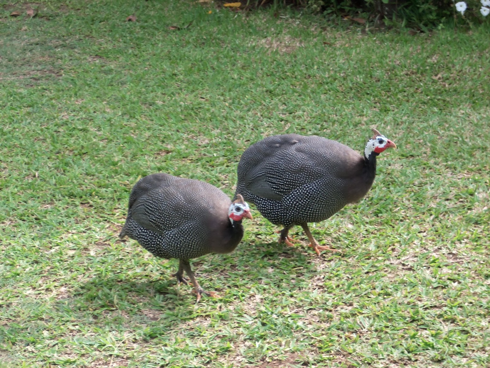 Louthans in Africa: Road to Luanshya