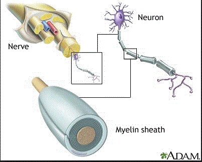 waytopharmacist: Nerve vs neuron(nerve cell)