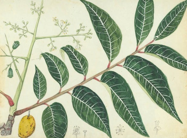 Bocados de Clío: El jobo del Josco Bravo: 485 años atrás.