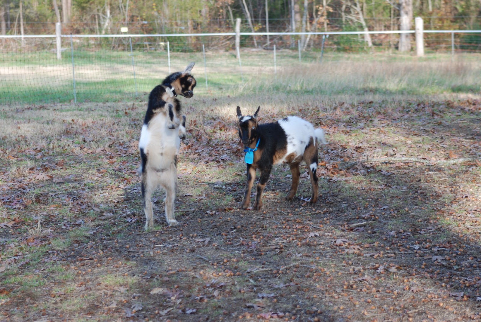 Wings of Dawn Farm: Dancing Goats