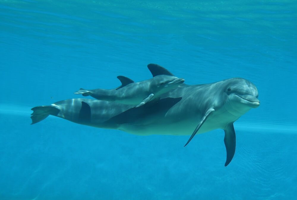 ANIMALS TIME : Dolphins time (hora de los delfines) Gallery 6