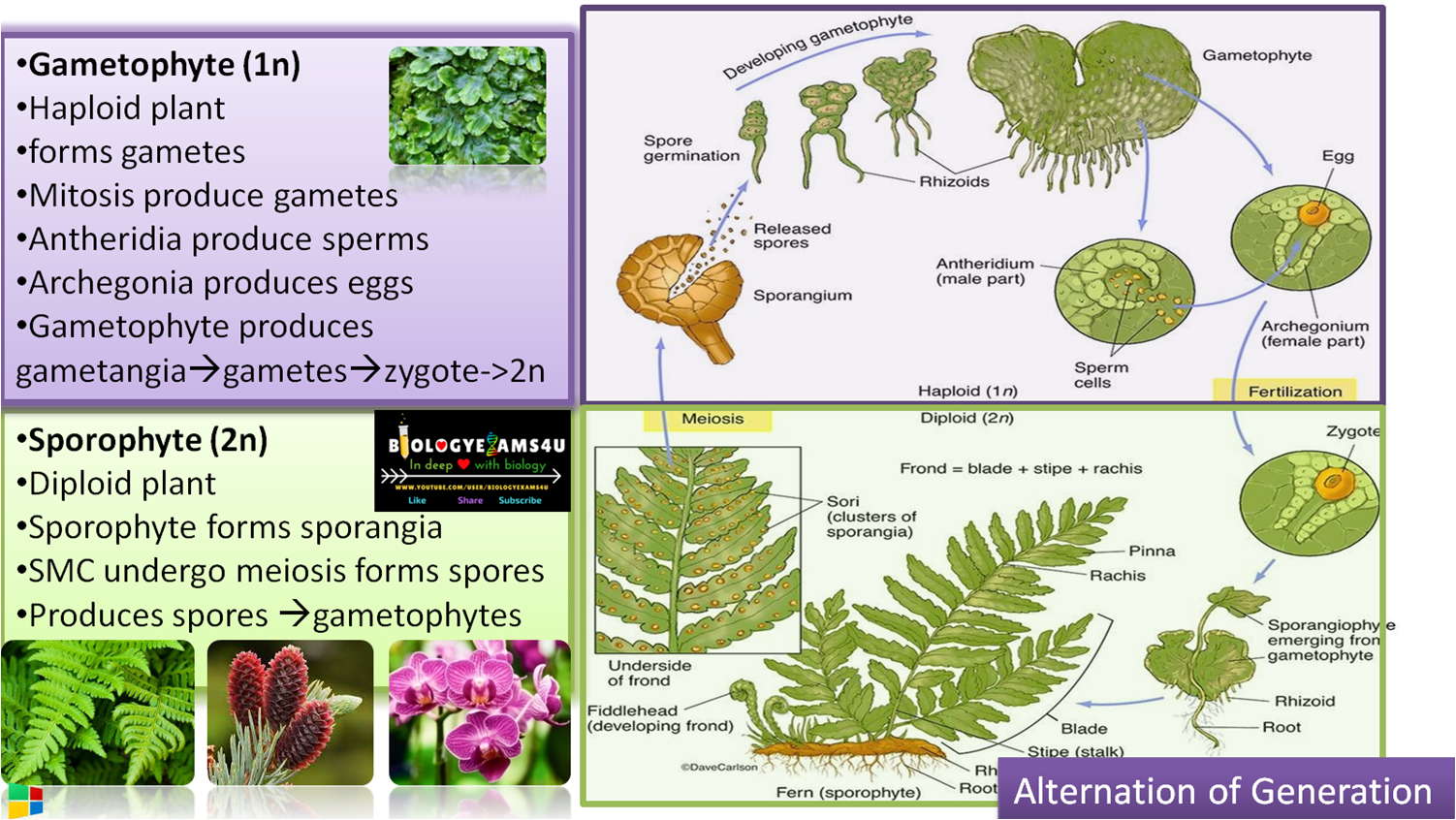 What Is Alternation Of Generation In Plants Difference Between what-is-alternation-of-generation-in-plants-difference-between
