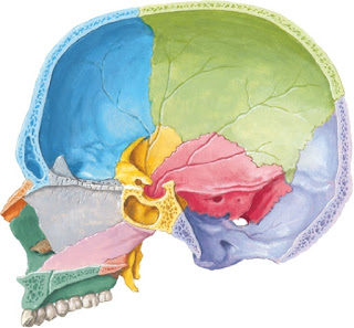 mi lado derecho del cerebro: FRANK NETTER